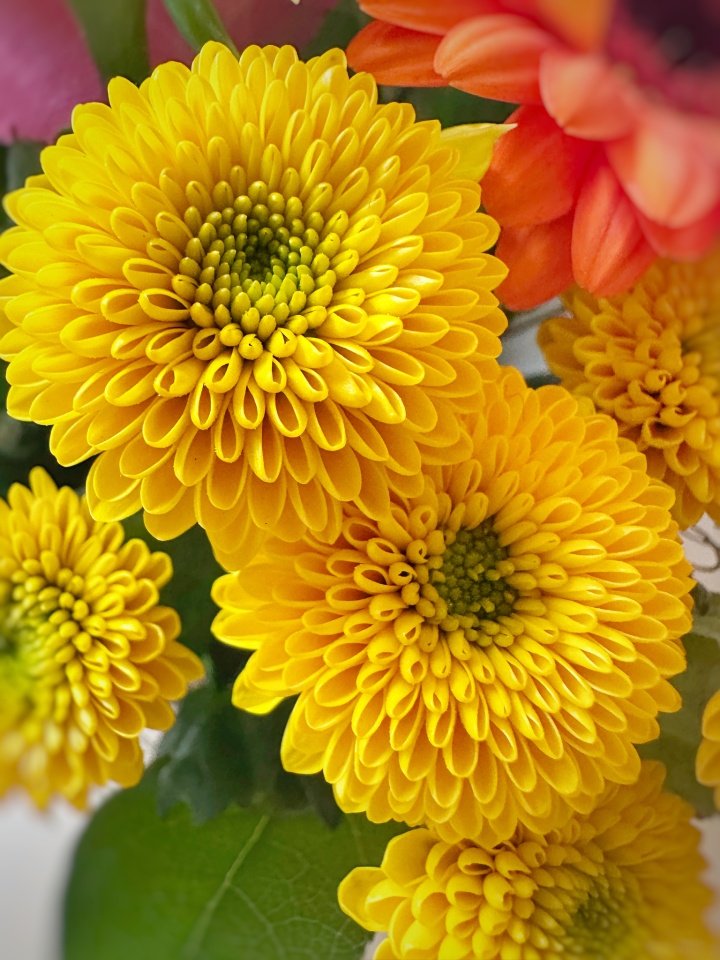 Flower Power... | Damnonii | Blipfoto