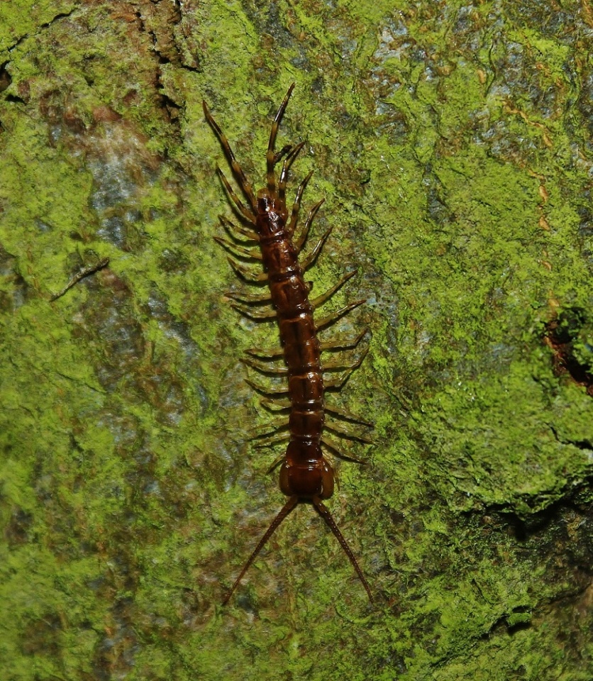 centipede , night shot | monkey | Blipfoto