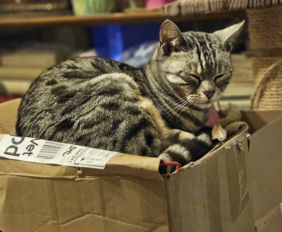 CAT IN A BOX | dollydoug | Blipfoto