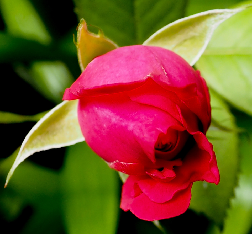 Budding Rose | Ae01 | Blipfoto