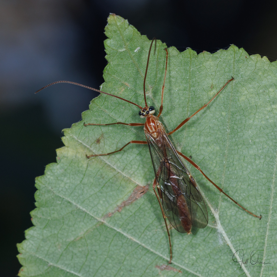 Sickle wasp | JDO | Blipfoto