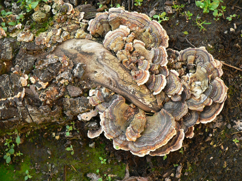 Bracket fungus | Artival | Blipfoto