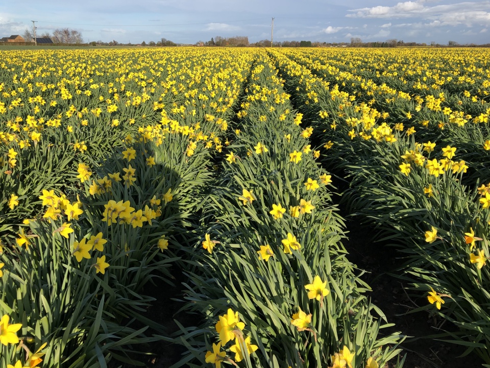 Fields of Gold | Alison666 | Blipfoto