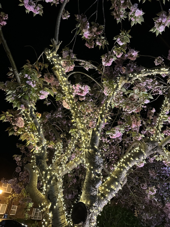 Cherry tree. | Technophobe | Blipfoto