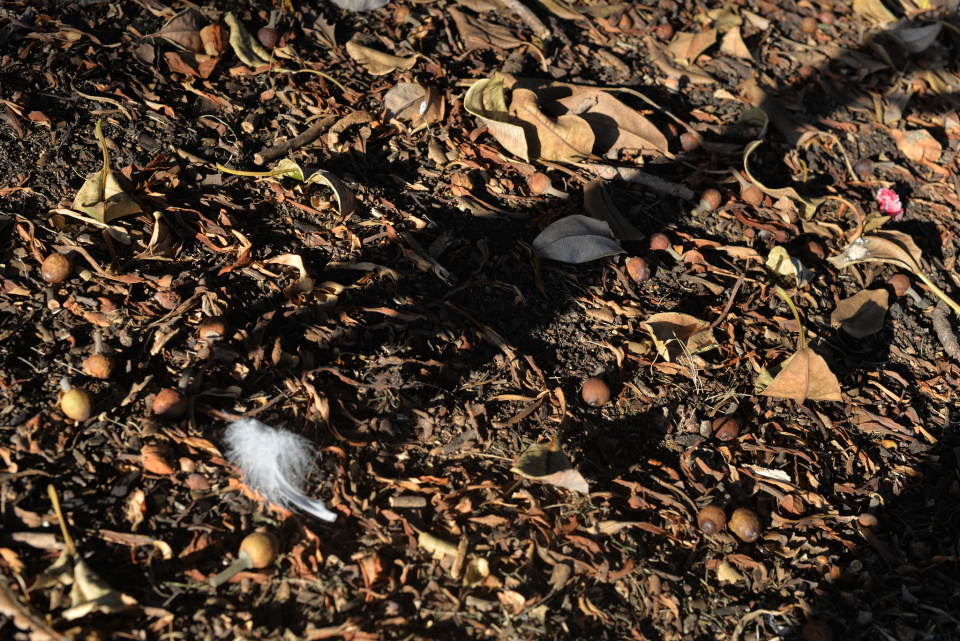 Feather Light Touch | alannahseyes | Blipfoto