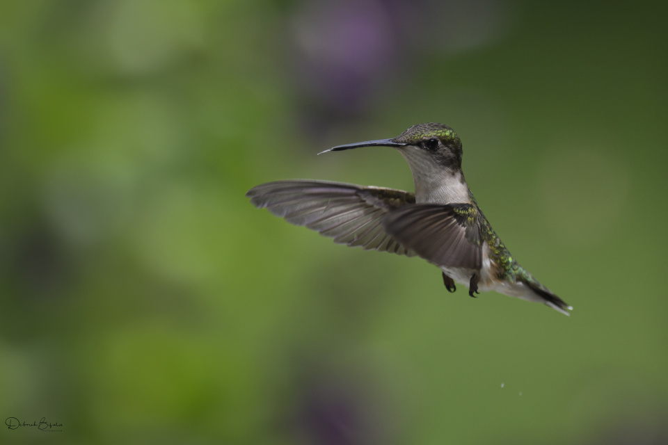 Zoom | dbifulco | Blipfoto