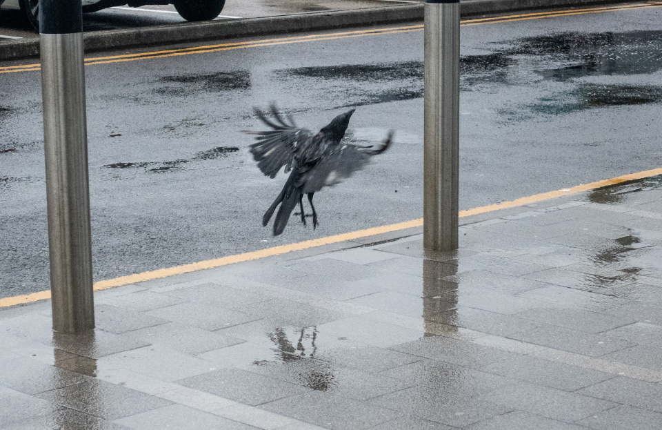 Puddle-jump | Kernow | Blipfoto