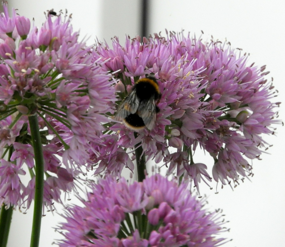 Busy bee | Tigger101 | Blipfoto