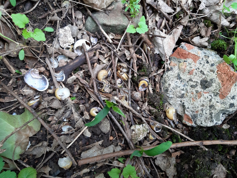 Thrush anvil and shell debris | serpentine | Blipfoto