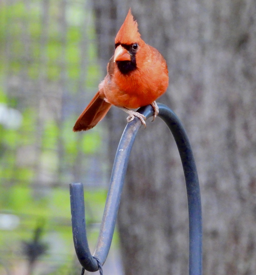 Daddy Bird | loveeveryminute | Blipfoto