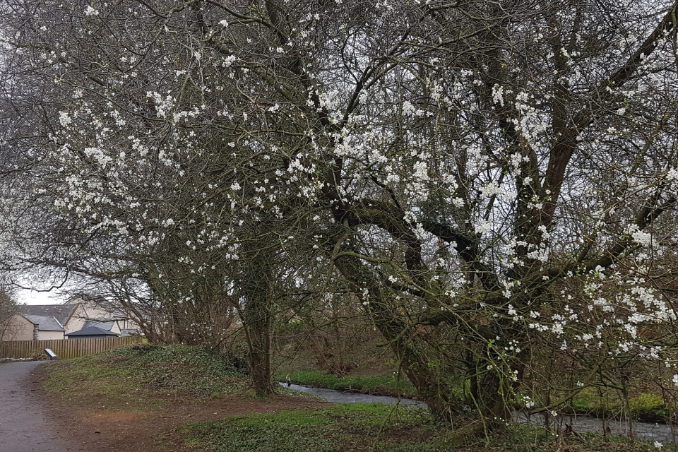 Wild plum | rat | Blipfoto