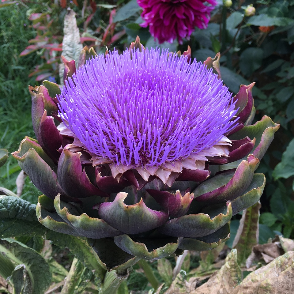 Purpletastic | Diarised | Blipfoto