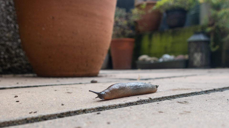 Slippery Character | Kernow | Blipfoto