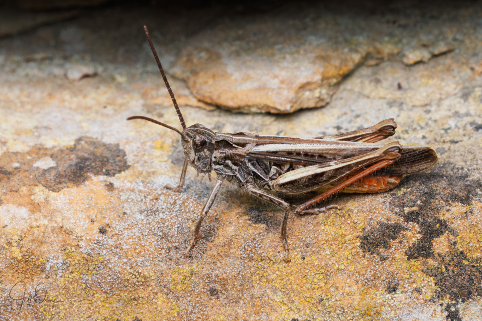 Toning | JDO | Blipfoto