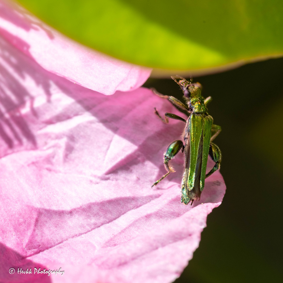The Swollen-Thighed Beetle | Hevkk | Blipfoto