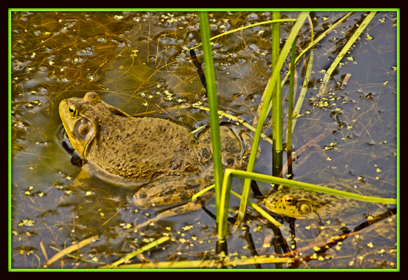 Croaking bull frogs | tookie | Blipfoto