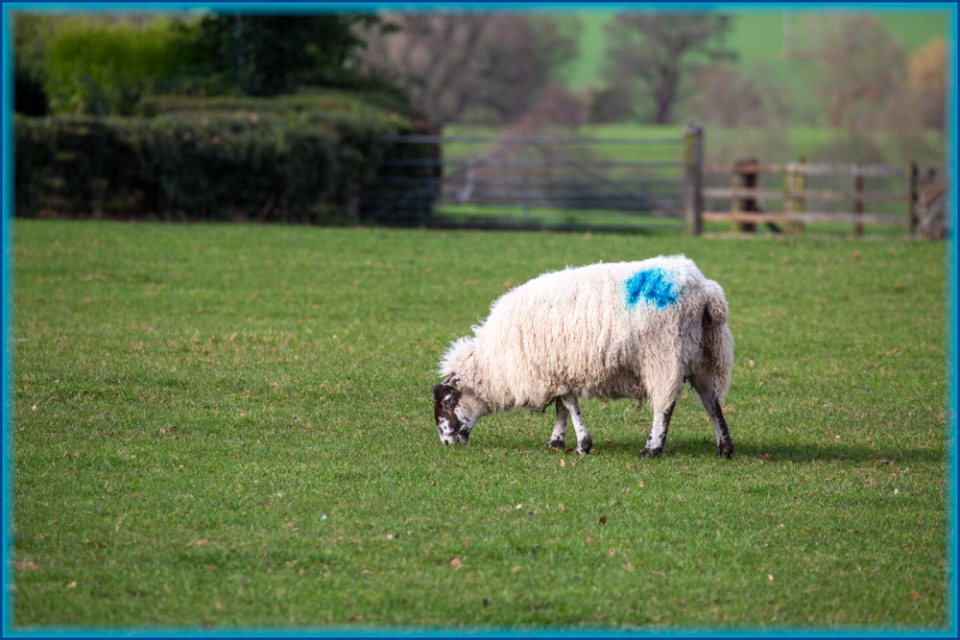 Sheep's Bum | clickychick | Blipfoto