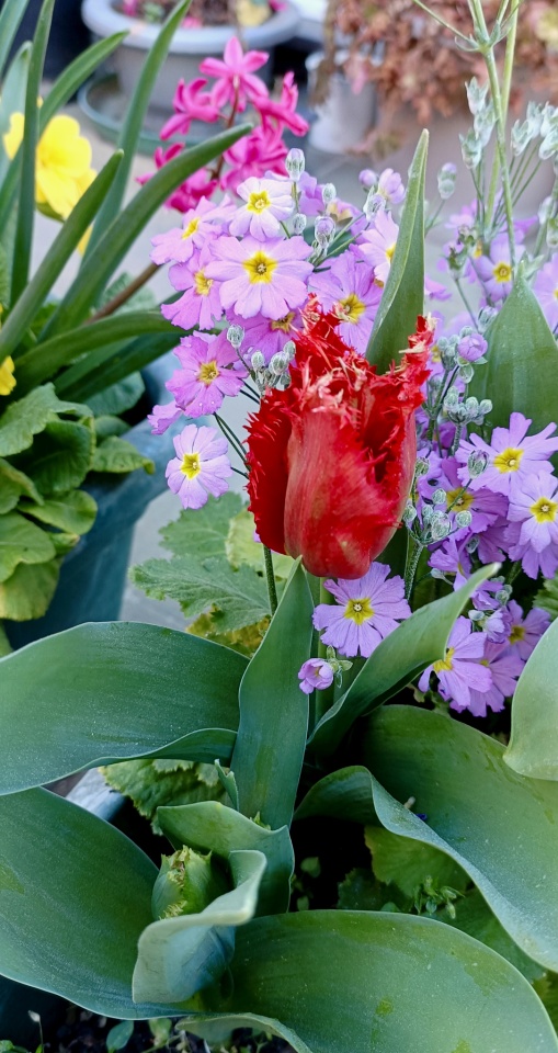 Spring is Near | JMK | Blipfoto