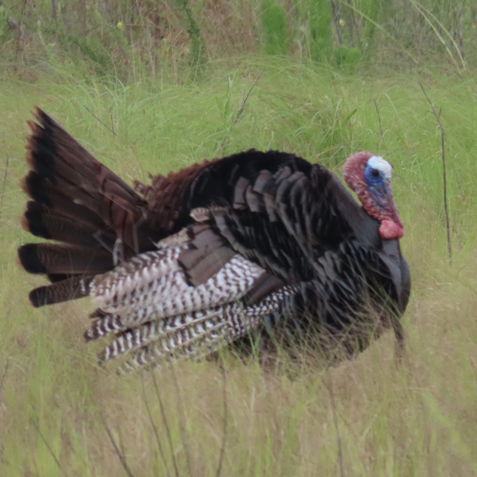 Tom Turkey | AnneILM60 | Blipfoto