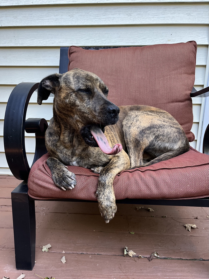 The Tongue | dbifulco | Blipfoto