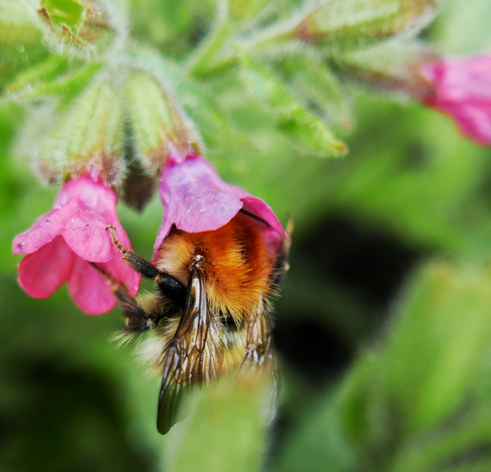 TinyTuesday | evolybab | Blipfoto