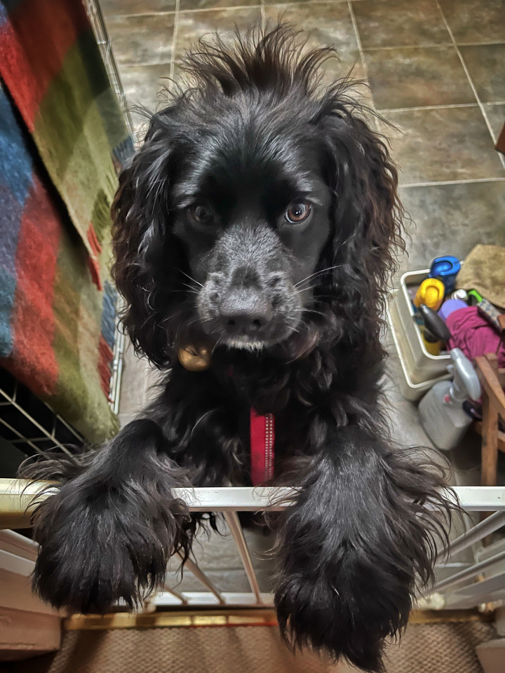 convinced that the Noah should be embellished | sk | Blipfoto