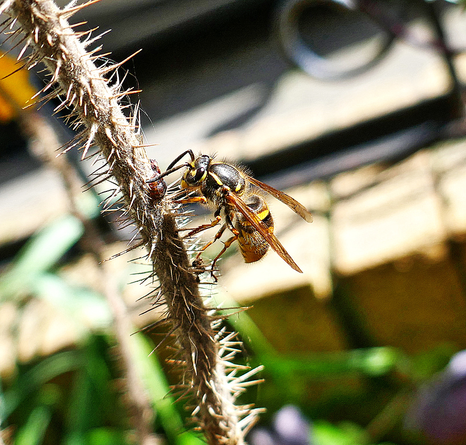 SHARP THINGS | CarolineJay | Blipfoto