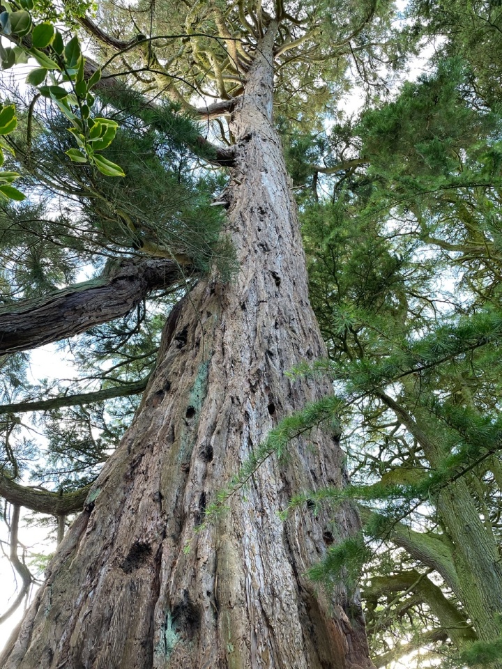 Tree again | SkyAboveMe1 | Blipfoto