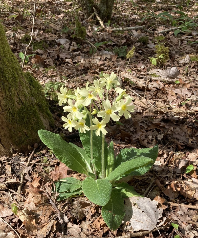 Oxlip | Almondblossom | Blipfoto
