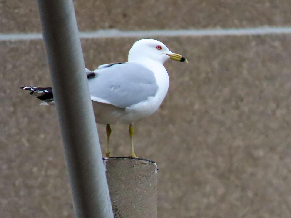 Seagull overhead | KevinV | Blipfoto