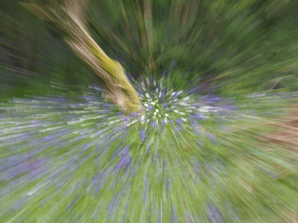 Even More bluebells | Technophobe | Blipfoto
