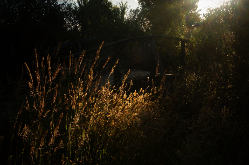 Golden... | Miffy | Blipfoto