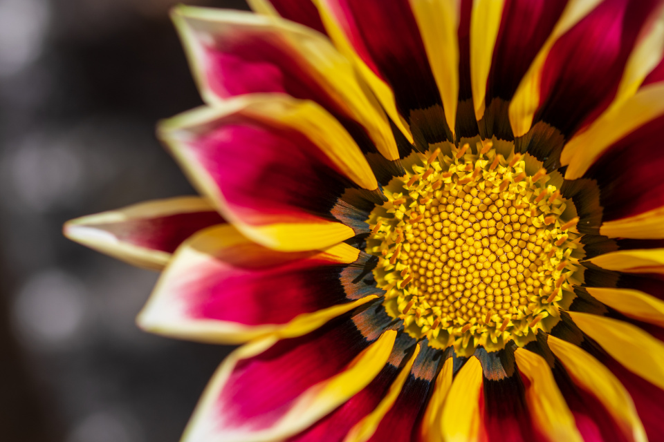 Gazania | AH14 | Blipfoto