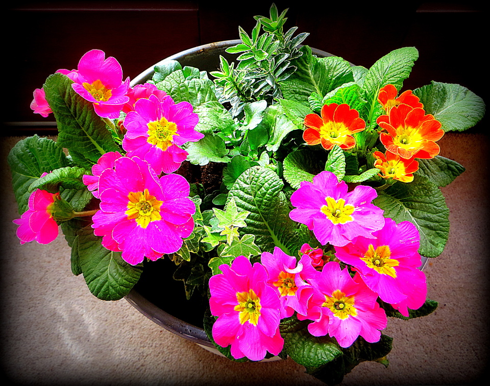 Primroses, genus Primula, | Babrecila | Blipfoto