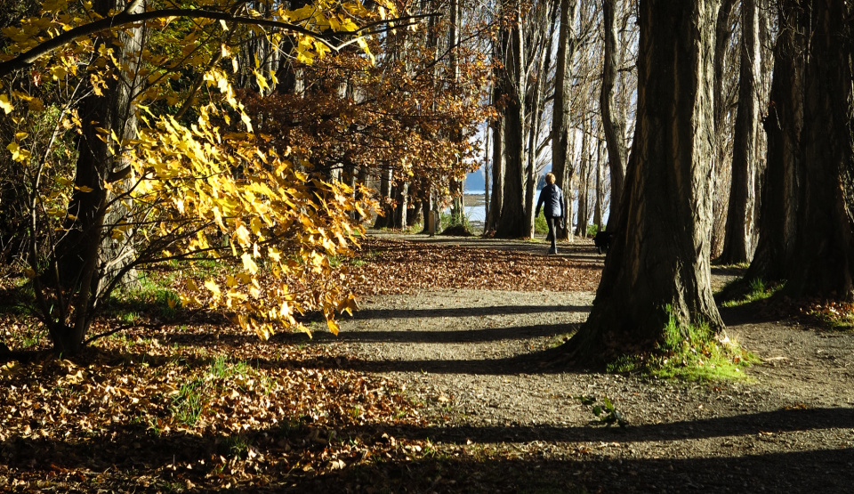 Autumn Dayz : Path Through the Trees | acyclinggranny | Blipfoto