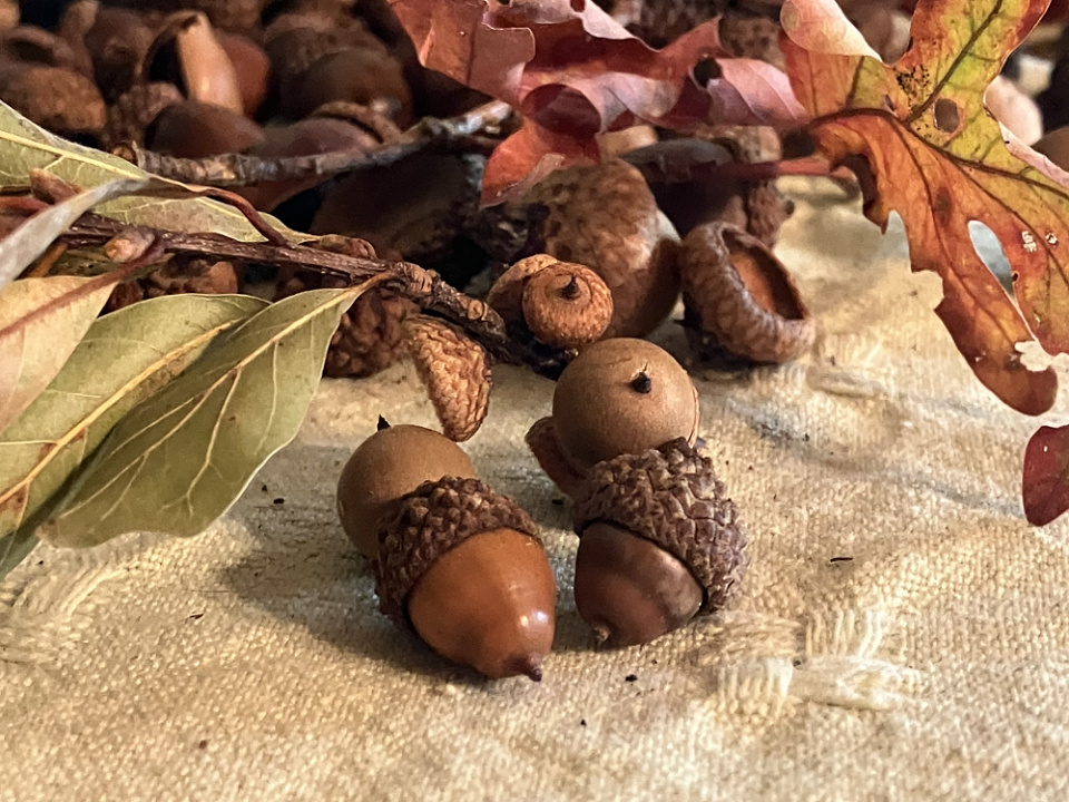 Tiny acorns | MaryElizaR | Blipfoto