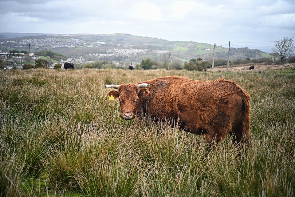 Beefy Boy | BobsBlips | Blipfoto