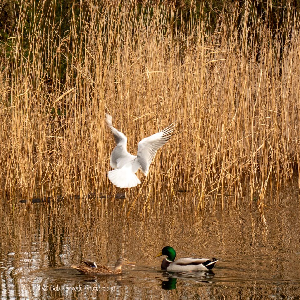 Swooping Seagull | BobKennedyPhoto | Blipfoto