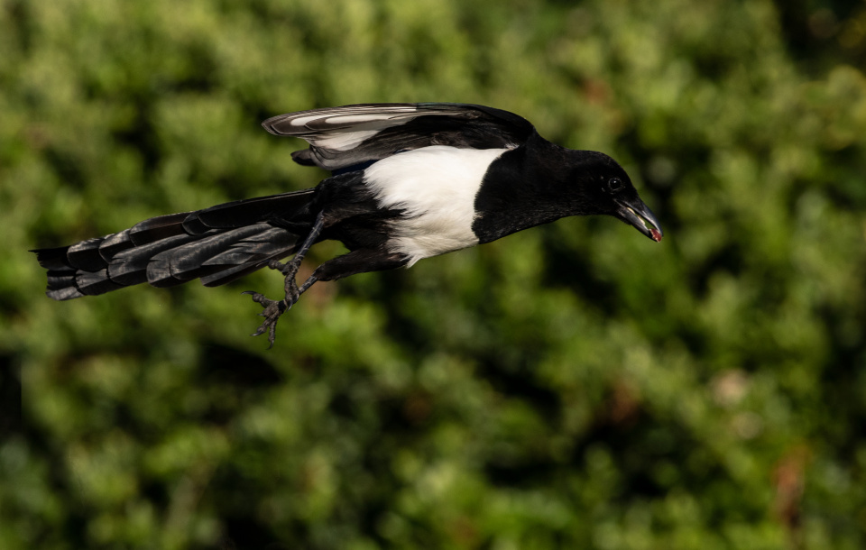 Magpie Flight | Hillyblips | Blipfoto