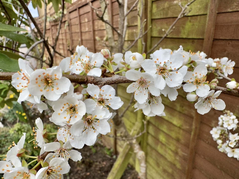 The Mirabelle plum tree in... | AMS1 | Blipfoto