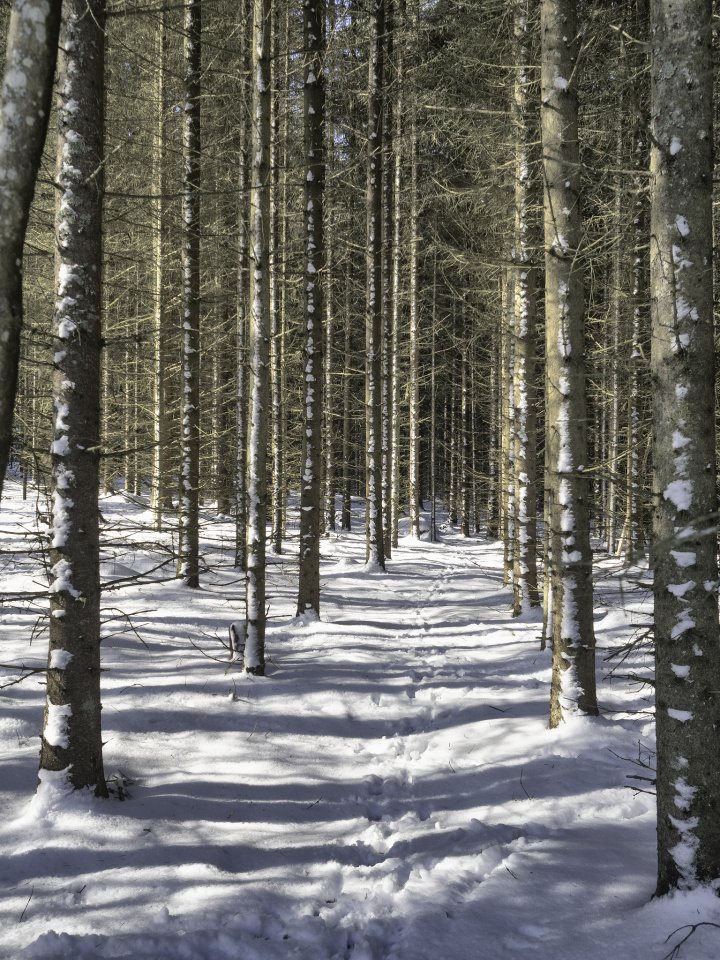 Springlike, with wet snow in the forrest | Terje | Blipfoto