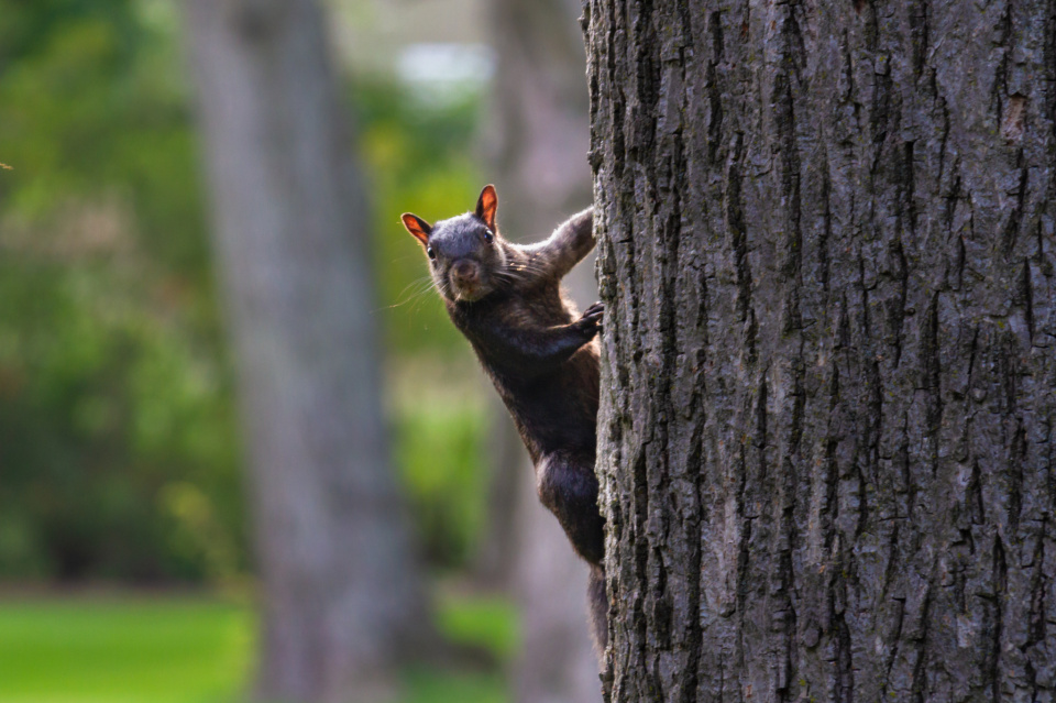 Squirrel Spy | audioengineear | Blipfoto