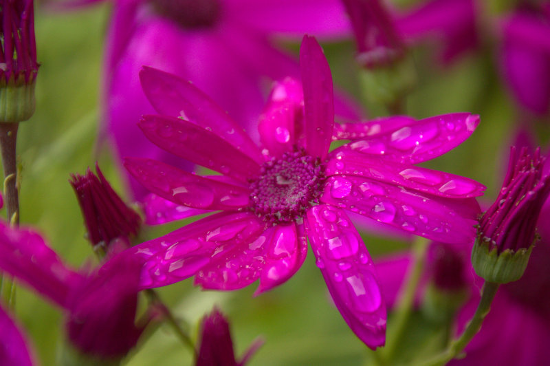 Sodden | ThingsBeautiful | Blipfoto