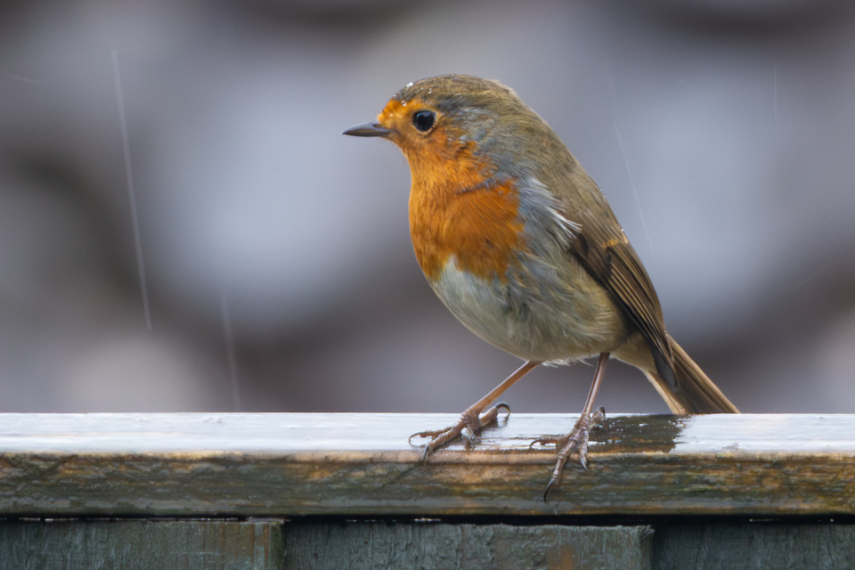 Robin Blues | Bom | Blipfoto