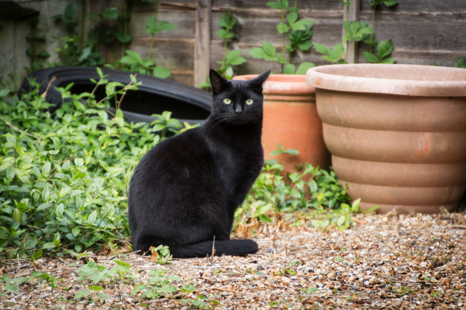 Leonard in his Kingdom | AnnieAndChris | Blipfoto