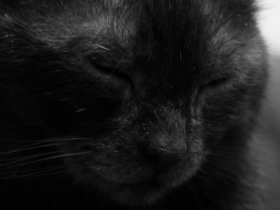 Mono Cat | MostlyMull | Blipfoto