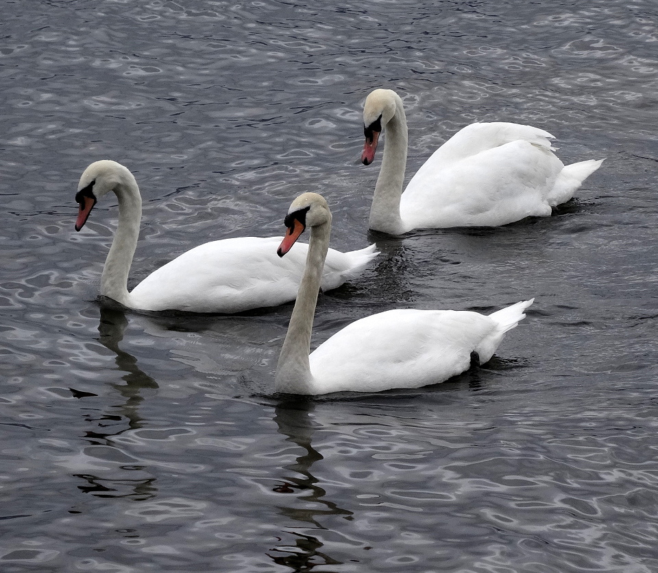 3 Swans A-swimming | sheilwill | Blipfoto