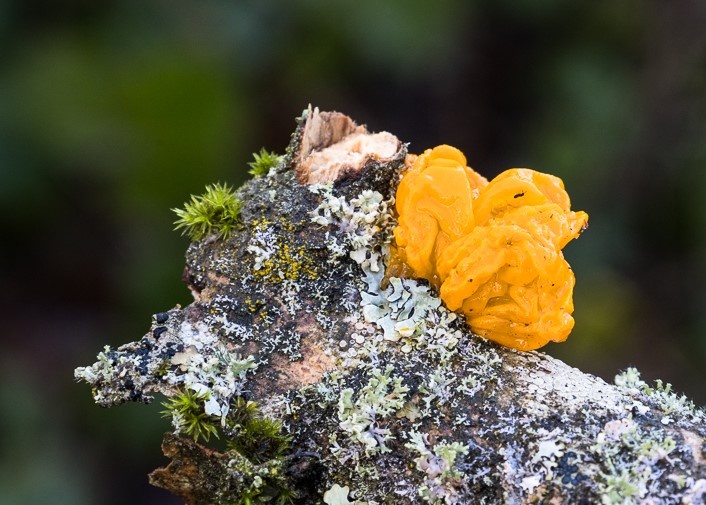 Yellow brain fungus | lathyrus | Blipfoto