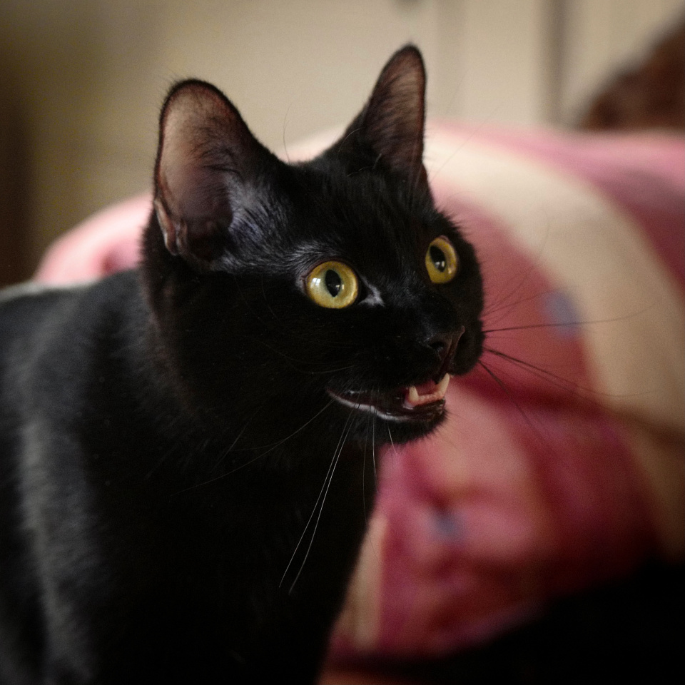 "Raven, do you like it here?" | justbe | Blipfoto