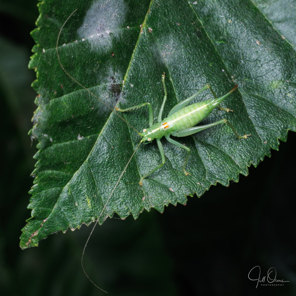 Southerner | JDO | Blipfoto